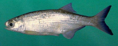 Mooneye | Outdoor Alabama